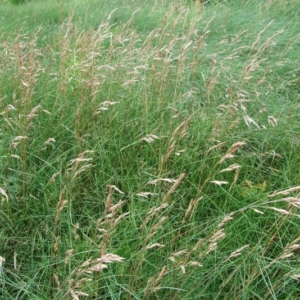 Sugas - Latvijas Sēklaudzētāju asociācija