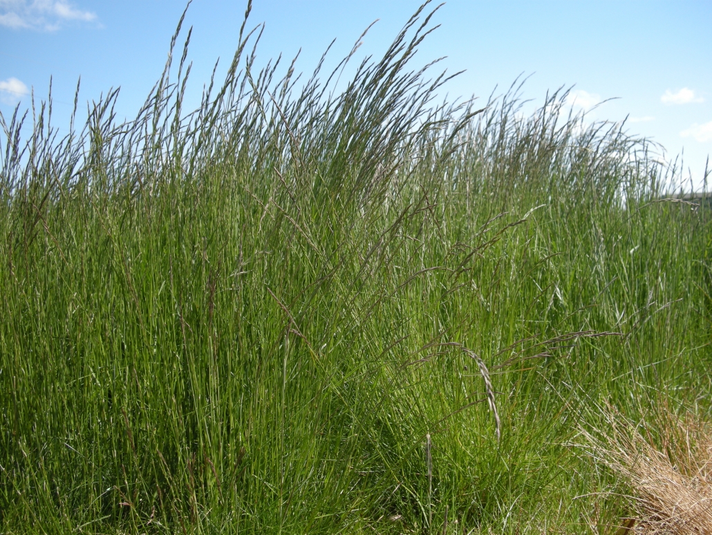 Ridu - Latvijas Sēklaudzētāju asociācija