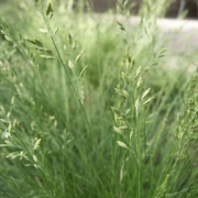 Sugas - Latvijas Sēklaudzētāju asociācija