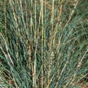 Sugas - Latvijas Sēklaudzētāju asociācija