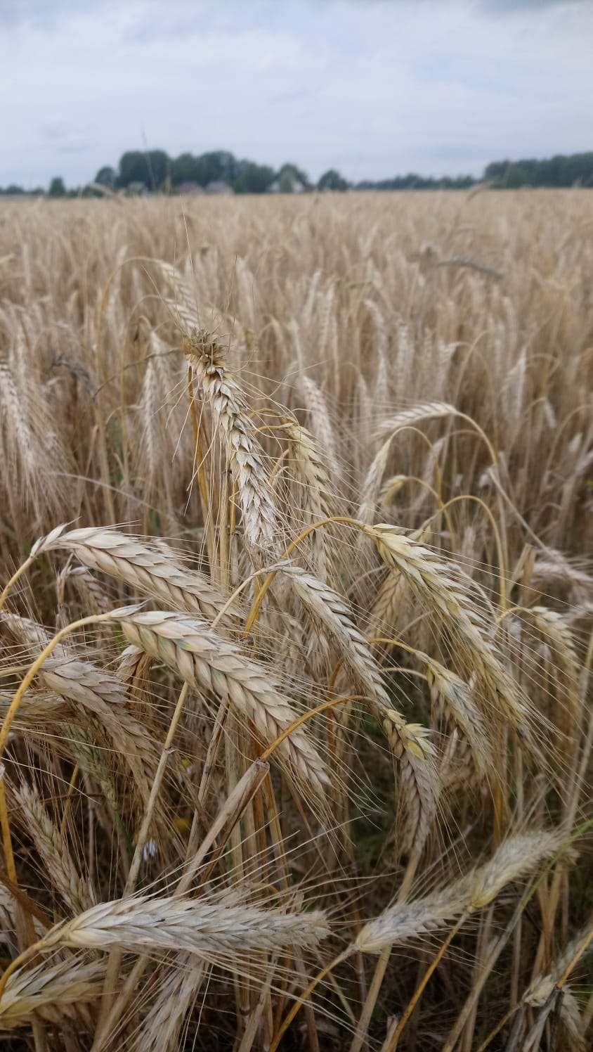 Ruja - Latvijas Sēklaudzētāju asociācija