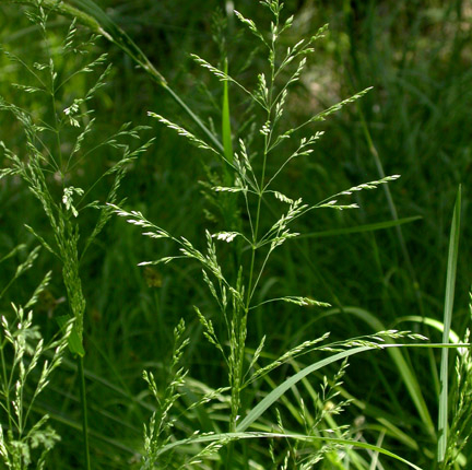 Sugas | Latvijas Sēklaudzētāju asociācija